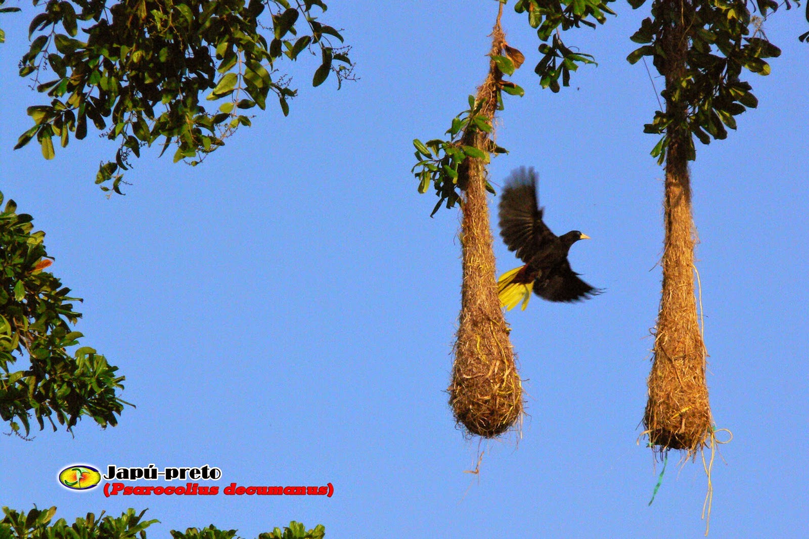 ORNITOLOGIA: Japu-preto (Psarocolius decumanus)